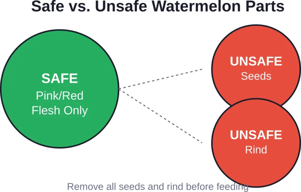 Is It OK for Dogs to Eat Watermelon? 2026 Safety Guide